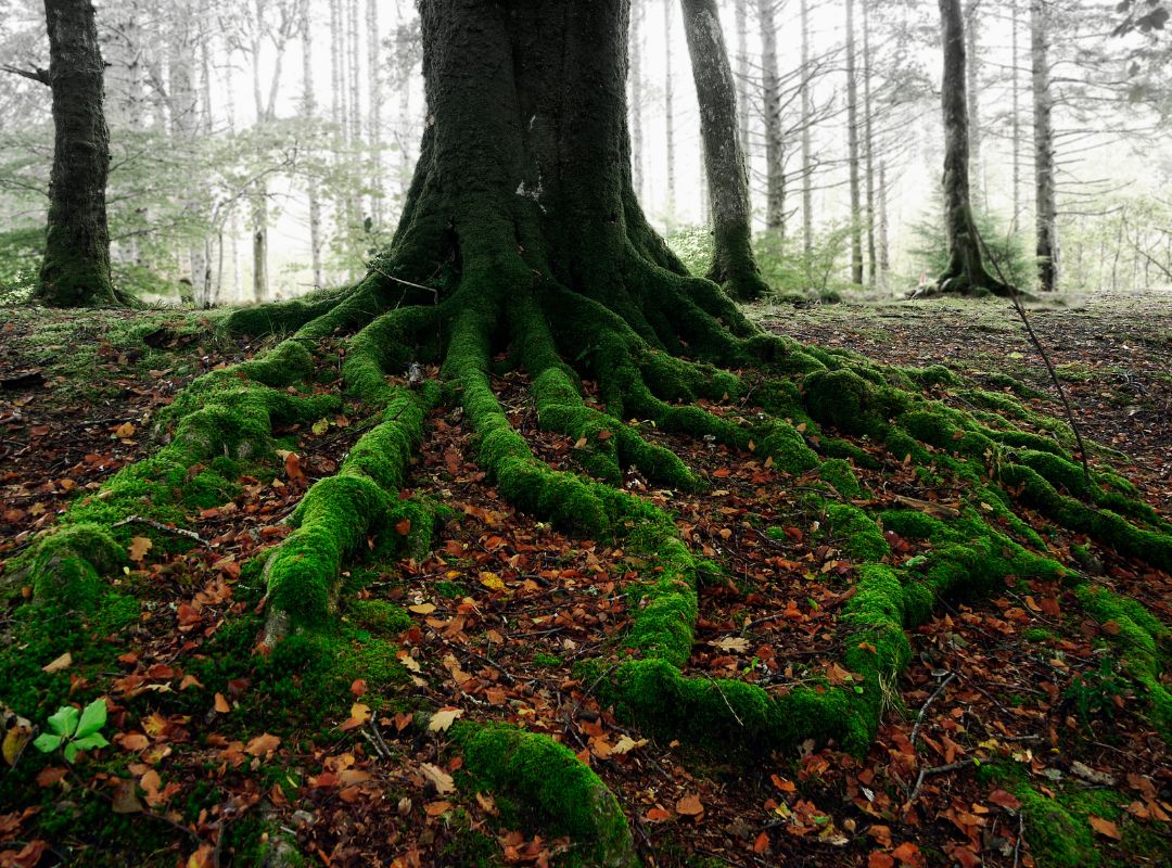 BS5837 Tree Survey - Surveys, Assessments and Reports