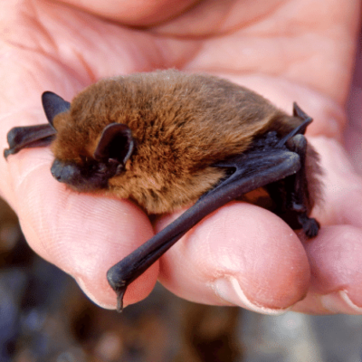 Bat Ecologist Lancashire - Protected Species Survey - Collington Winter