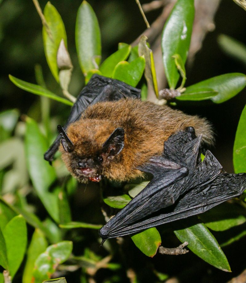 Phase 2 Bat Survey Cost - Collington Winter