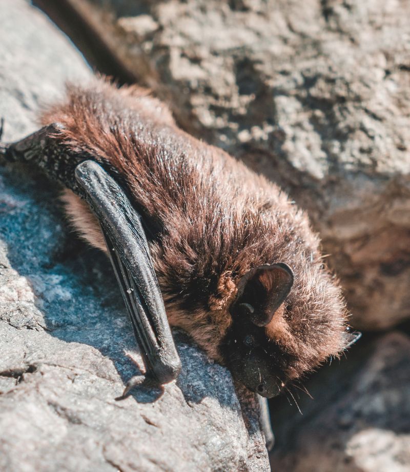 Phase 2 Bat Survey for Planning and Development - Collington Winter