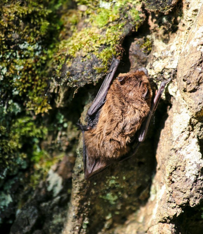 Bat Survey for Planning Application - Collington Winter