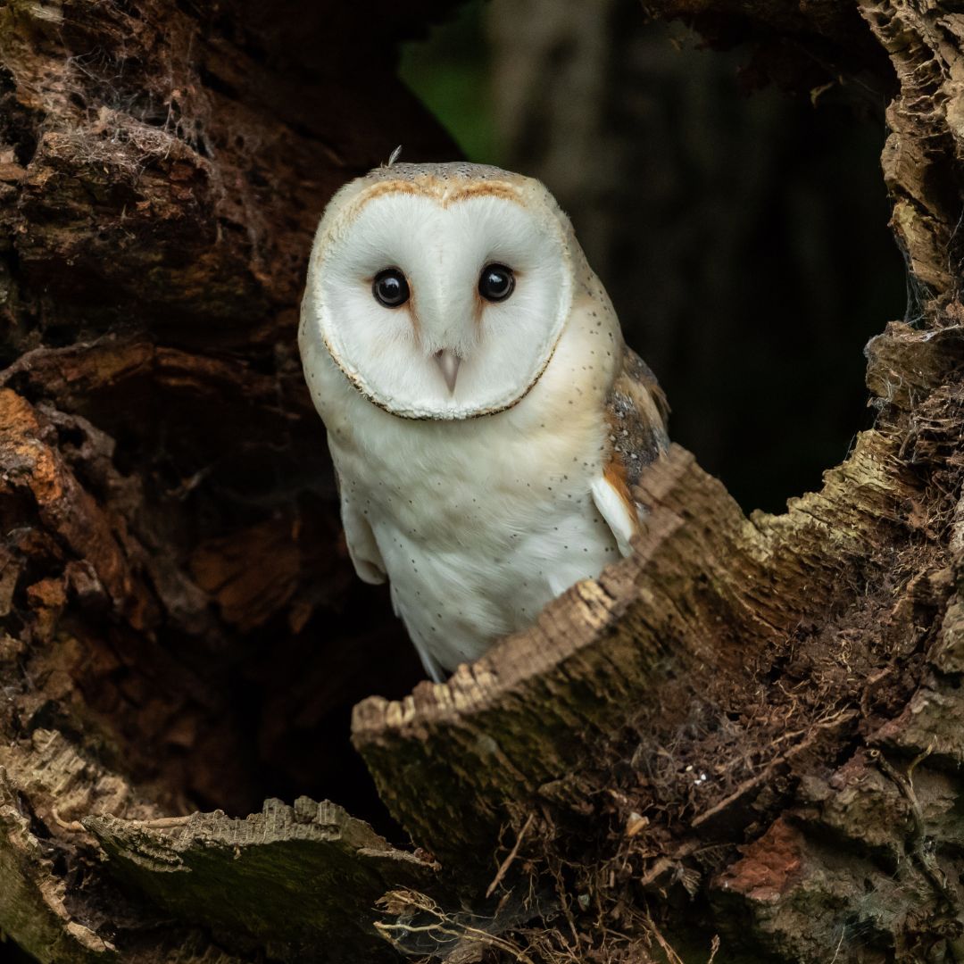 Barn Owl Survey: Protected Species Surveys - Collington Winter