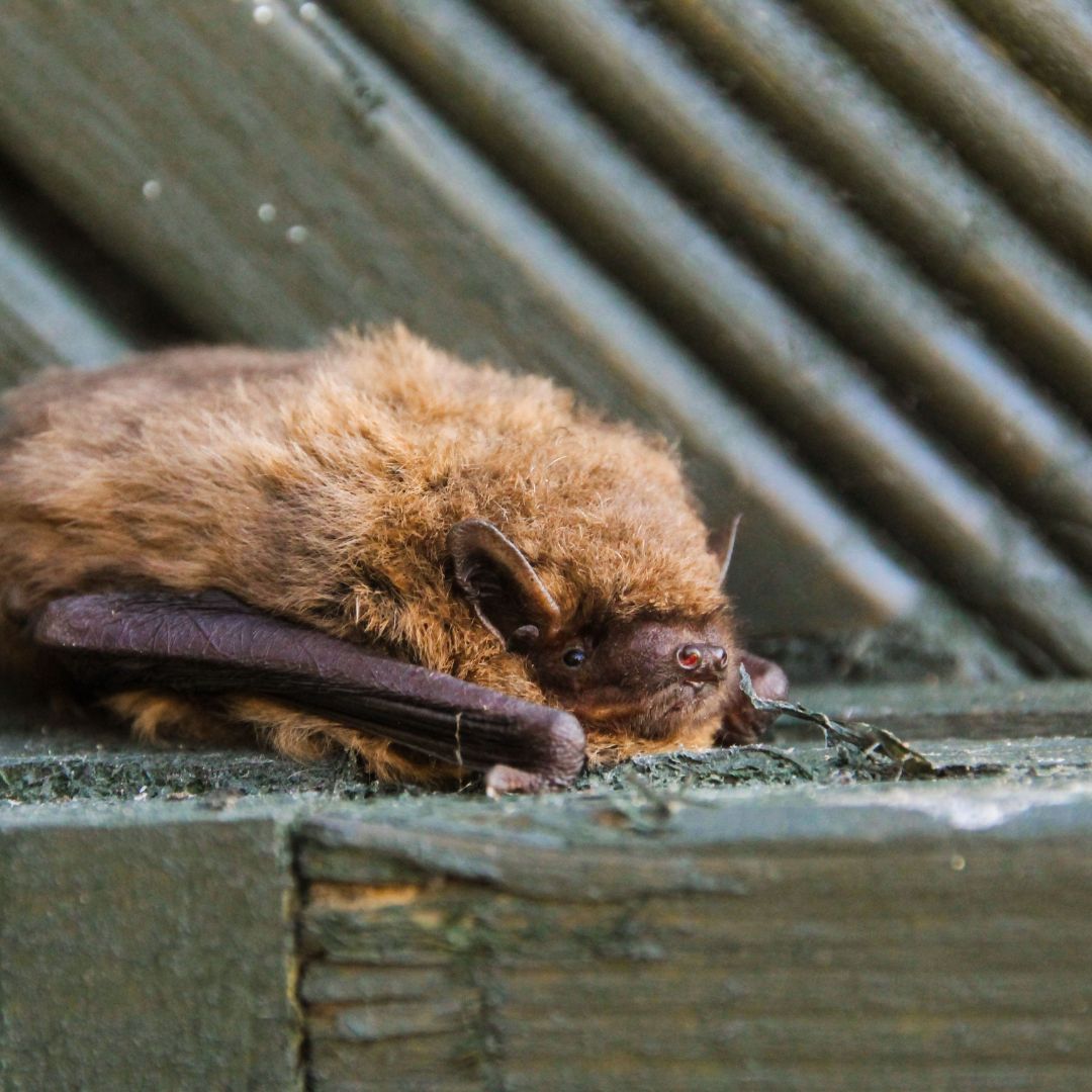 Bat Survey Season: Timings and Guidelines - Collington Winter