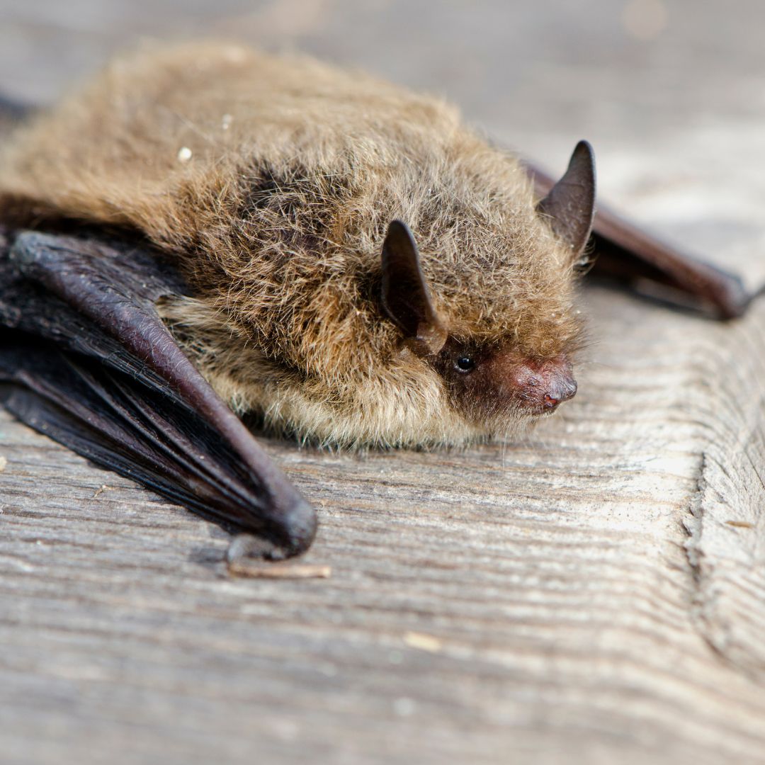 Bat Survey Report for Planning and Development - Collington Winter