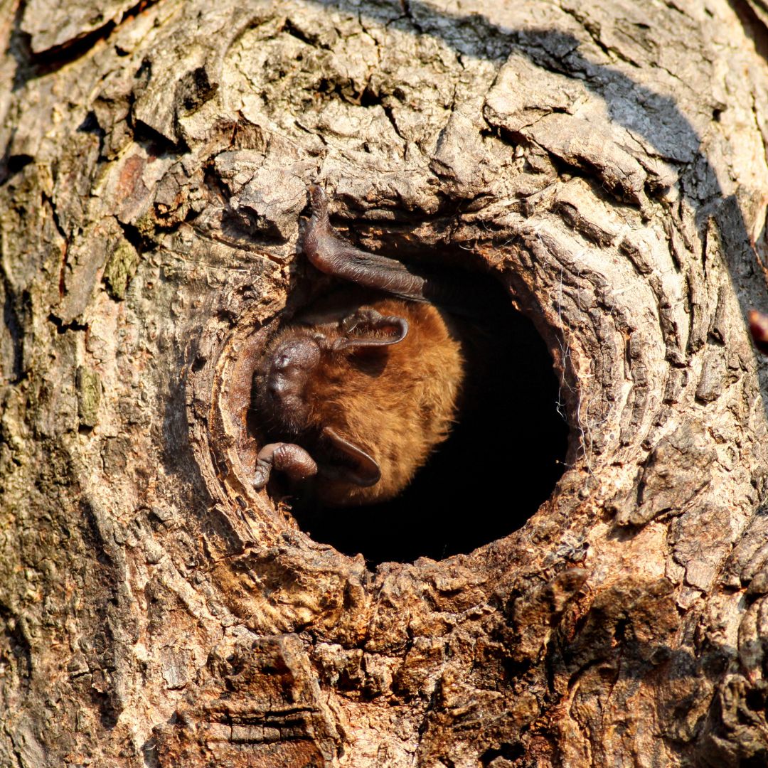 Bat Activity Survey - Protected Species Survey - Collington Winter