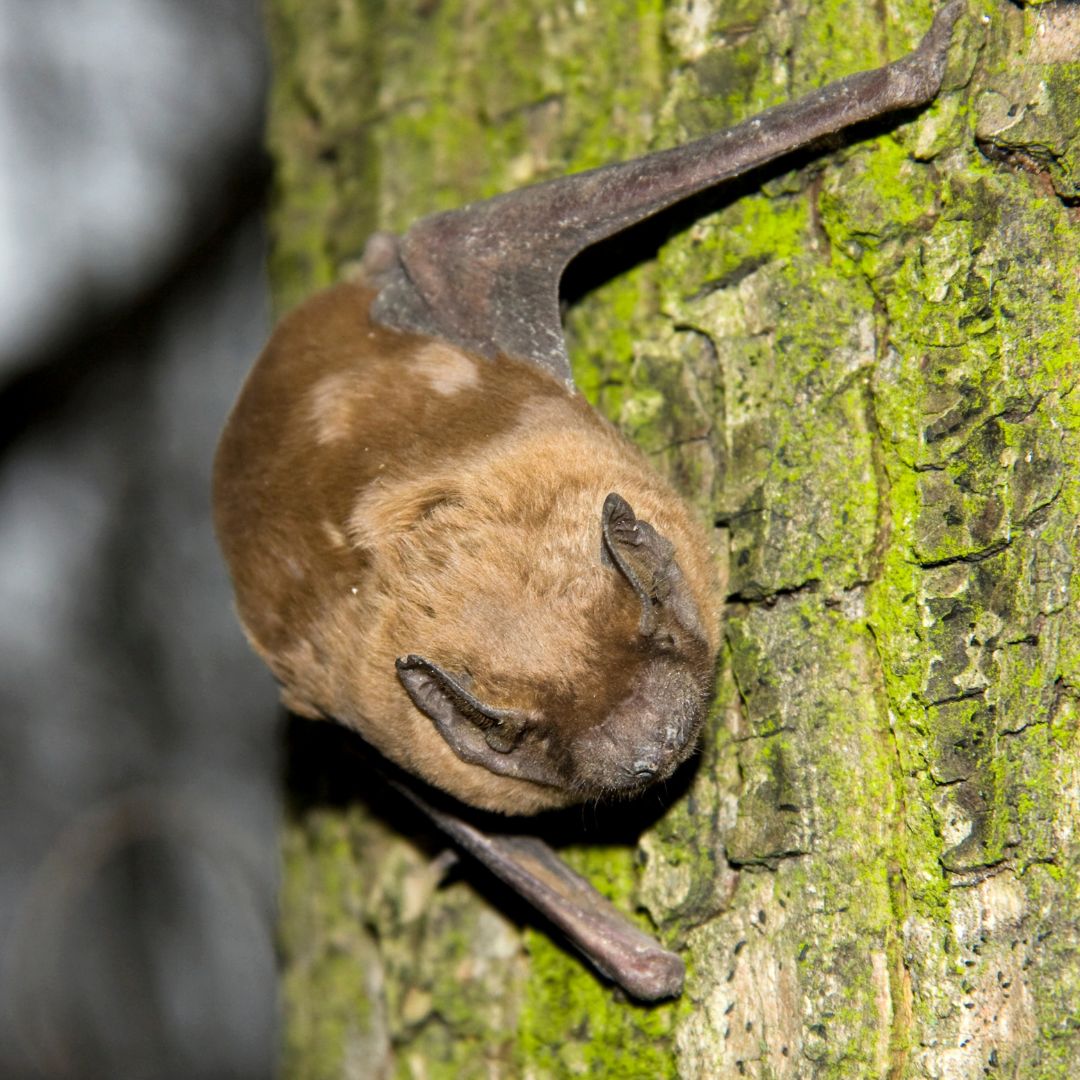 Bat Scoping Survey for Planning Applications - Collington Winter