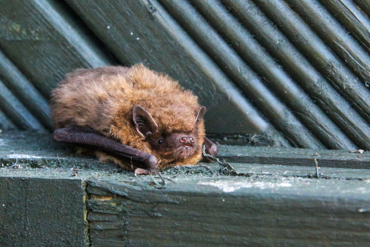 Bat Survey Portsmouth: Protected Species Surveys - Collington Winter