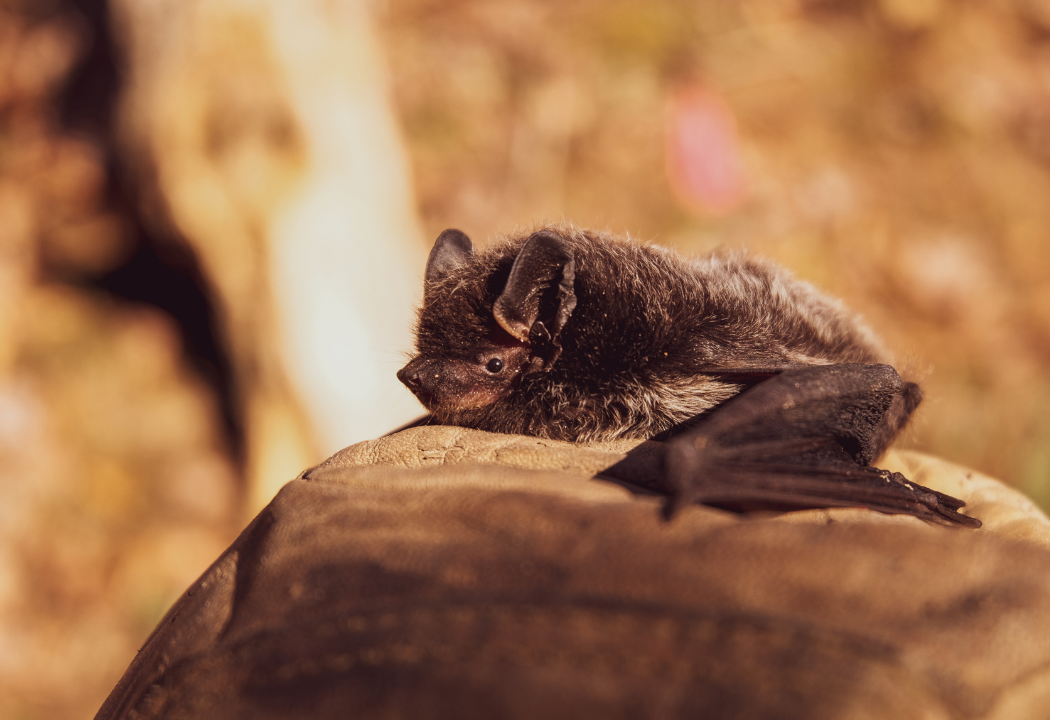 When Are Bat Surveys Required and What Is Involved? - Collington Winter