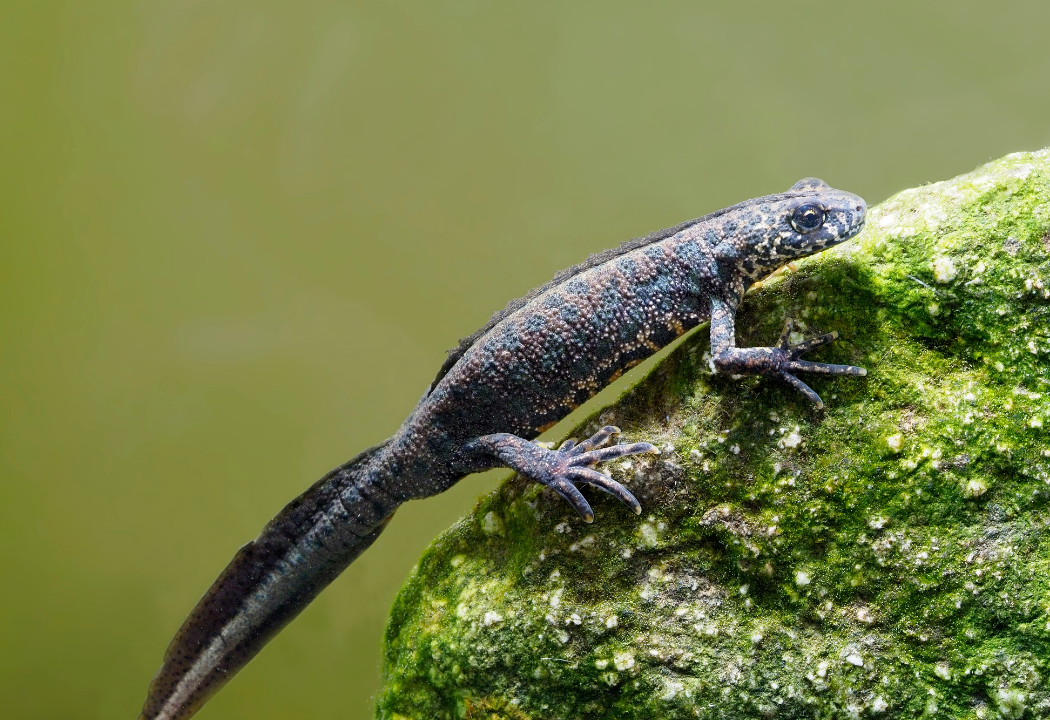 Are Great Crested Newts Protected? - A Guide for Developers ...